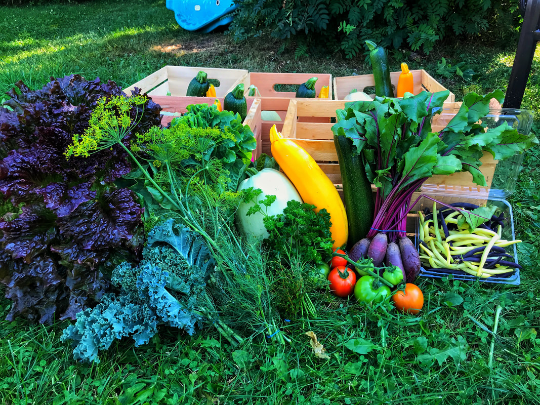 Peace Region Farm Fresh Veggie Boxes - Sarah's Sprouts